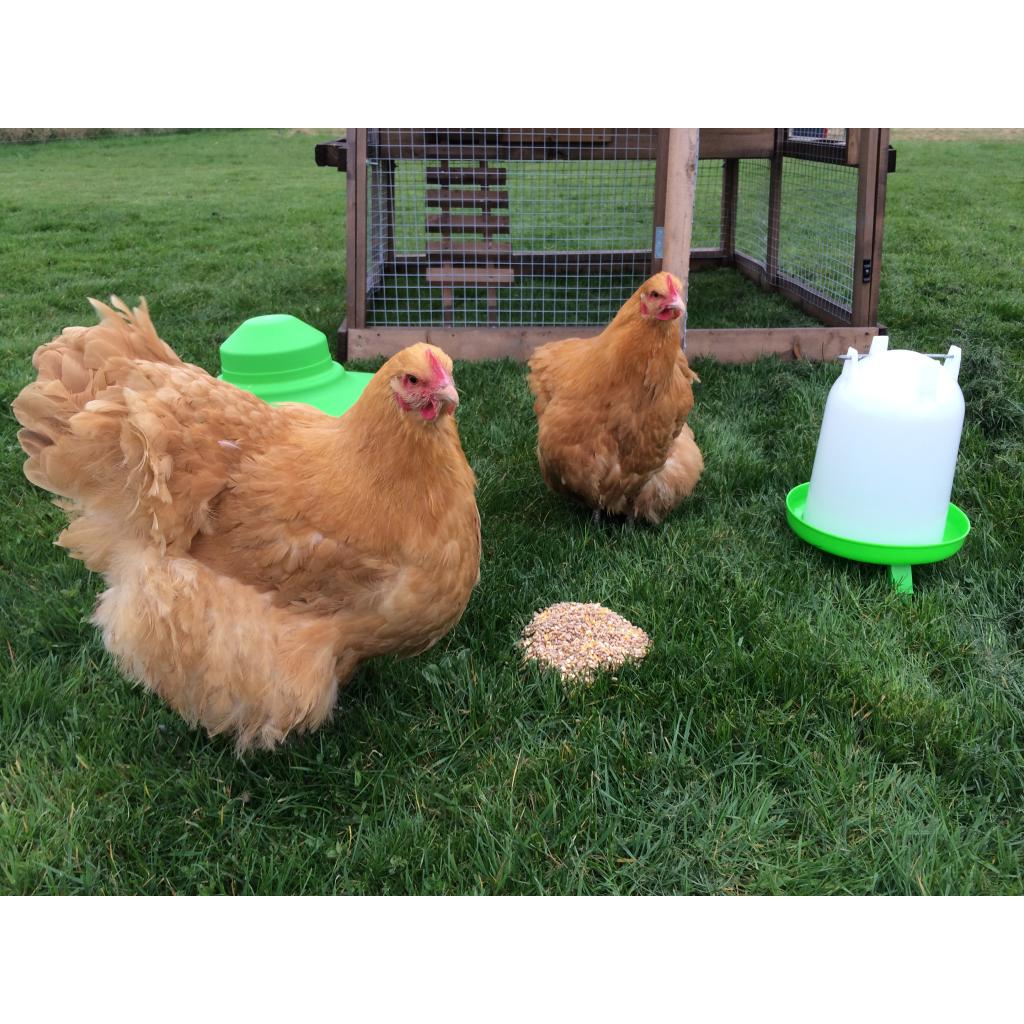 Poultry carry box