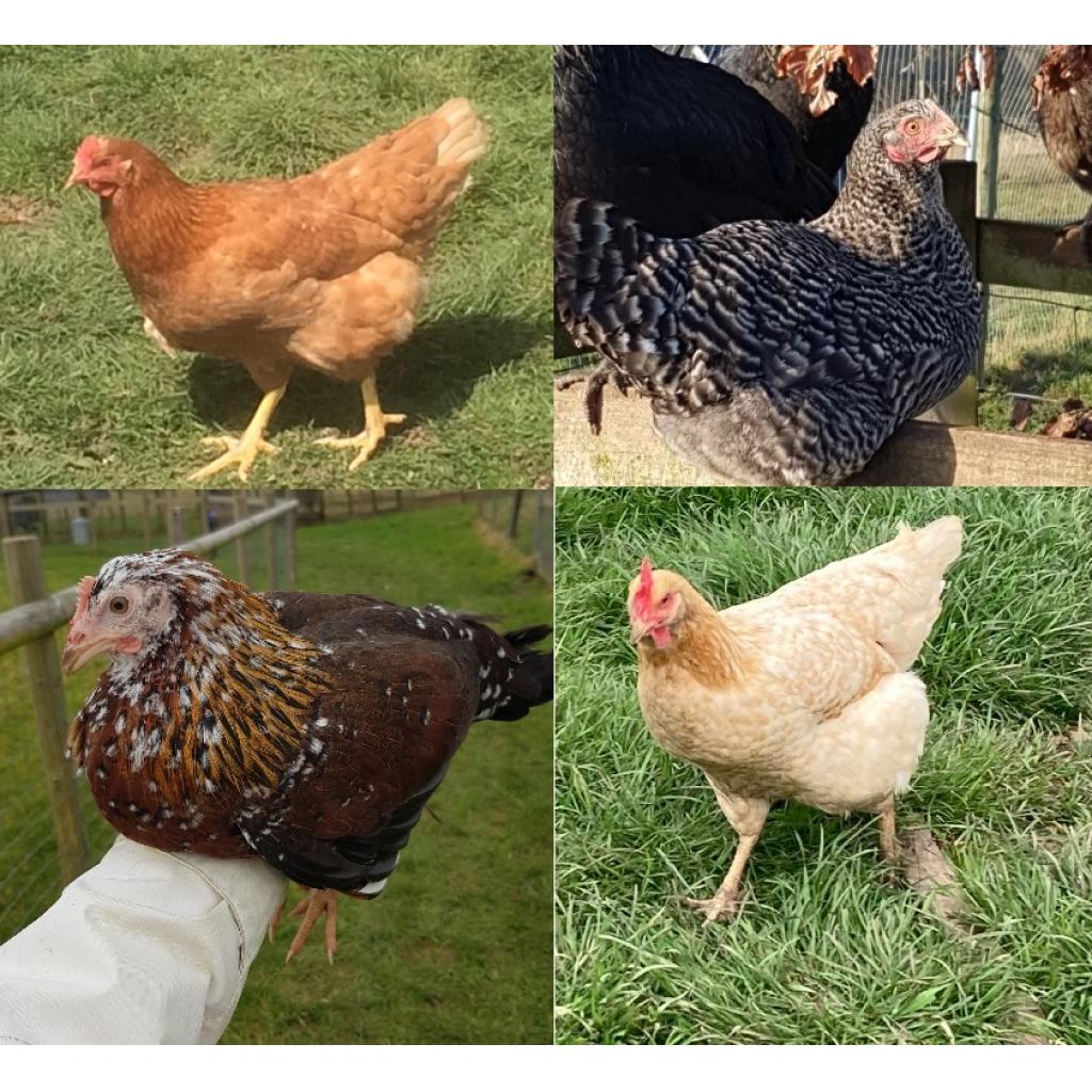 Poultry | Domestic Fowl Trust