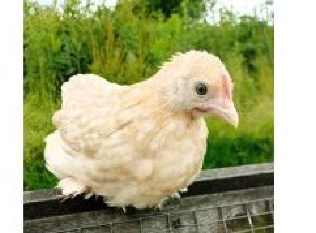 Home [www.domesticfowltrust.co.uk]