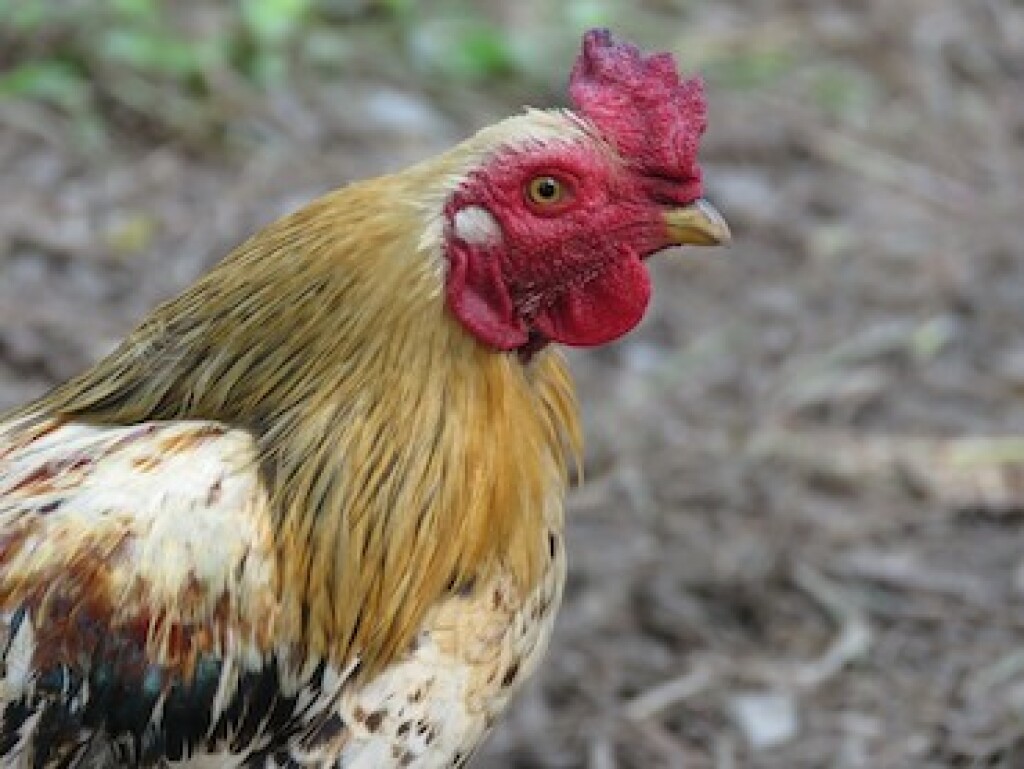Chicken Coops, Poultry Feed, Treats, Bedding & More | Domestic Fowl Trust
