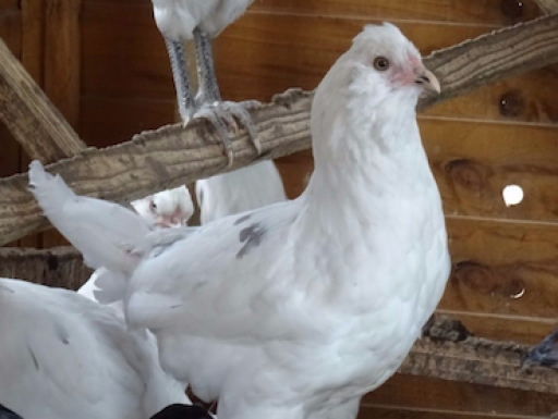 Chicken Coops, Poultry Feed, Treats, Bedding & More | Domestic Fowl Trust